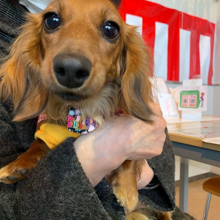 発寒店にカワイイお客様が🐶💕 発寒店blog 北海道三菱自動車販売株式会社 札幌及び道央地域の三菱自動車 新車・中古車販売会社